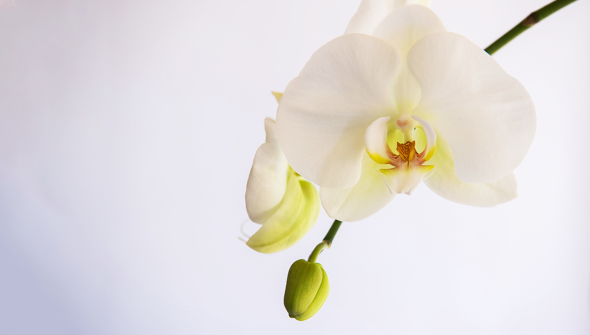 Formosa Orchid Nursery | Purchase High Quality Orchids Online