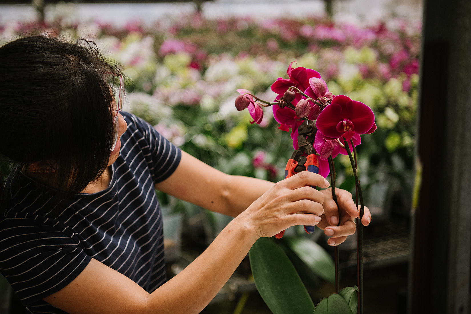 Orchid Care | Formosa Orchid Nursery