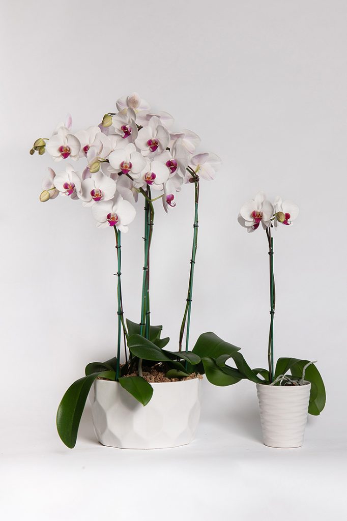 Custom Orchid Arrangement - Formosa Orchid Nursery