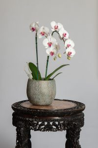 White & Purple Orchids - Formosa Orchid Nursery