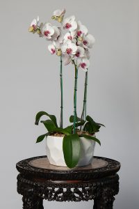 White & Purple Orchids - Formosa Orchid Nursery