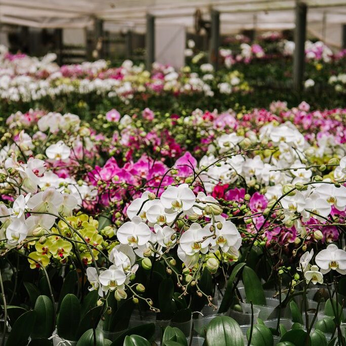 Yellow Archives - Formosa Orchid Nursery